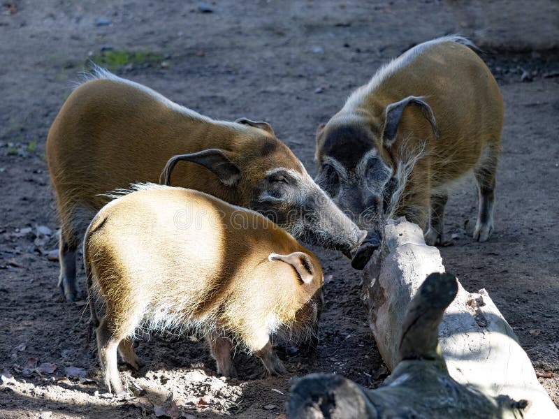 Group of Red River Hog, Potamochoerus Porcus, Foraging in a Fallen Log ...