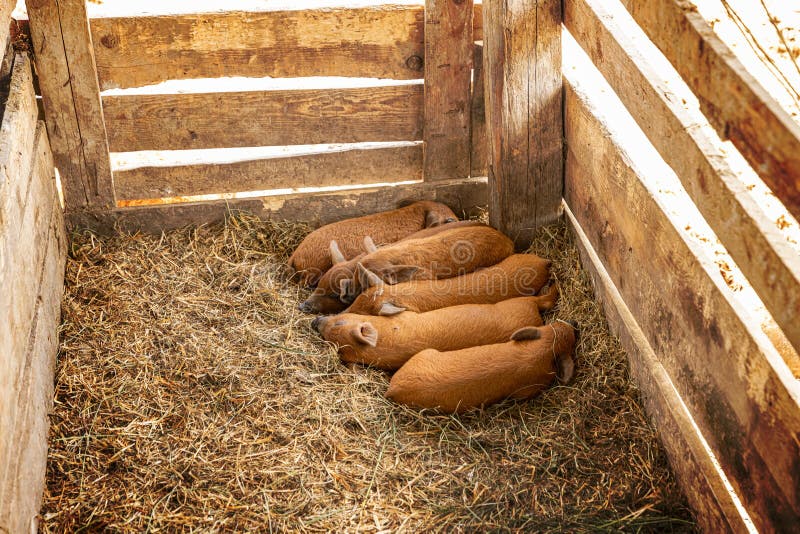 Group of red river hoglets stock image. Image of farming - 324020709