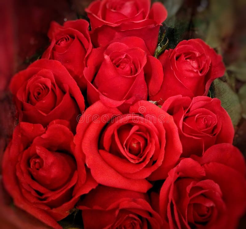 Group of Red Rose Blossom so Beautiful. Stock Photo - Image of plant ...