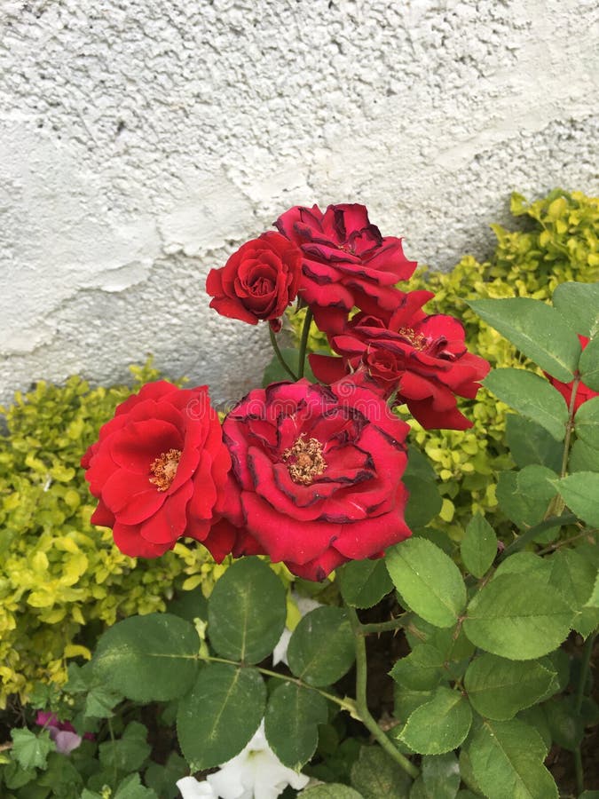 Red Rose flower stock photo. Image of group, flower - 220423740