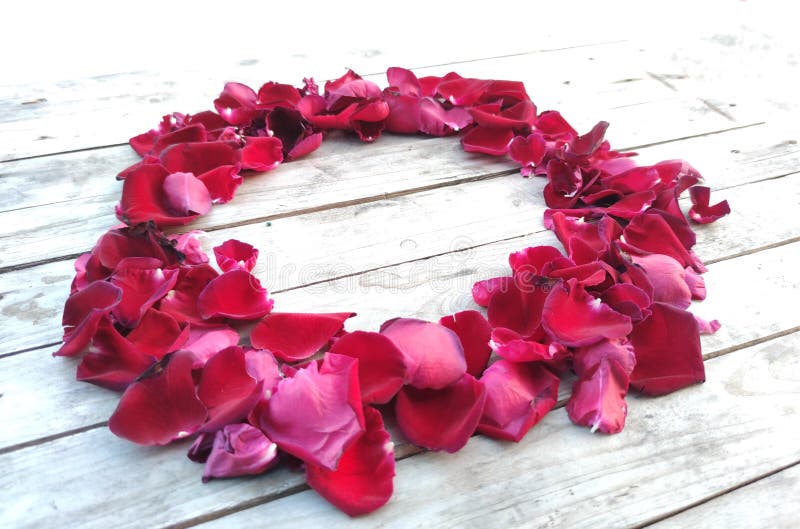 Group of red rose petals. stock photo. Image of magenta - 191604684