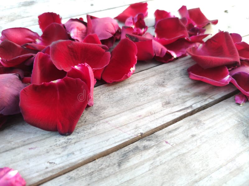 Group of red rose petals. stock image. Image of organ - 191604721