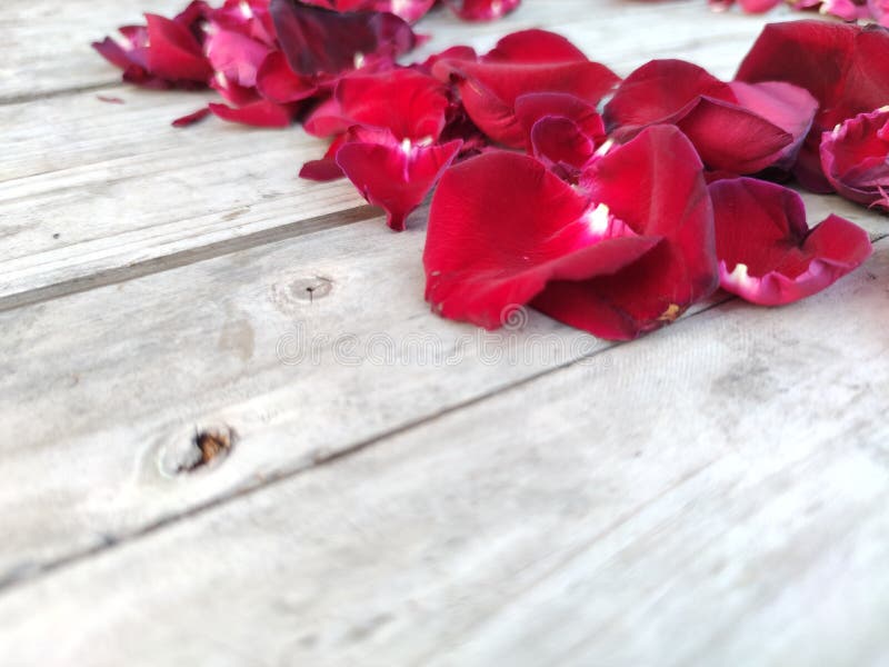 Group of red rose petals. stock photo. Image of rose - 191604770