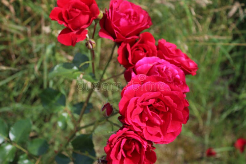 Group of Red Roses stock image. Image of group, roses - 96485443