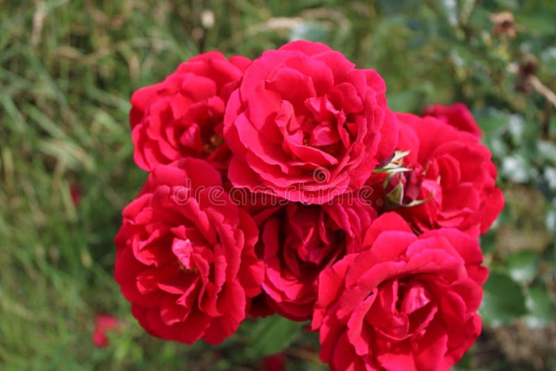 Group of Red Roses Growing in a Garden Stock Image - Image of group ...