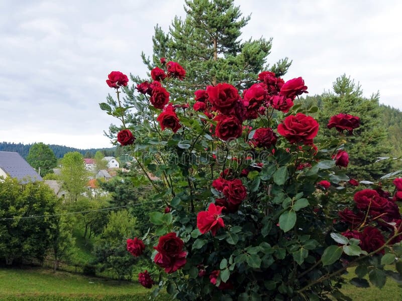 A Group of Red Roses in the Yard Outside Stock Image - Image of bright ...