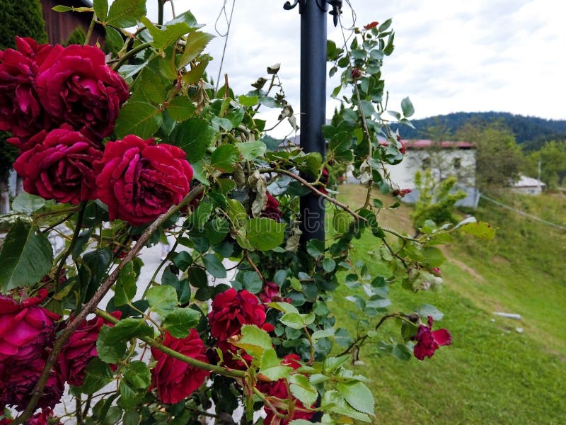 A Group of Red Roses in the Yard Outside Stock Image - Image of bush ...