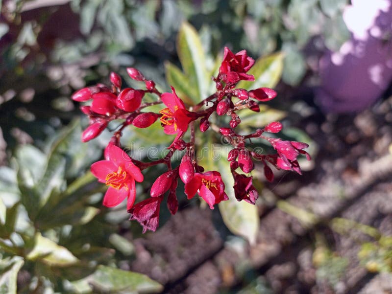 Group of Red Small Flowers in Himachal Pradesh India 01 Stock Photo ...
