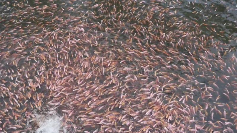 A Group of Red Tilapia in a Tropical Pond Stock Footage - Video of feed ...