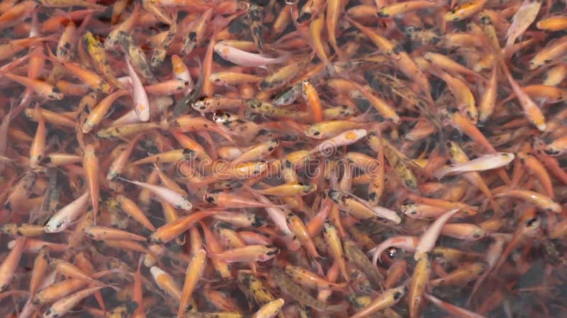 A Group of Red Tilapia in a Tropical Pond Stock Video - Video of frenzy ...