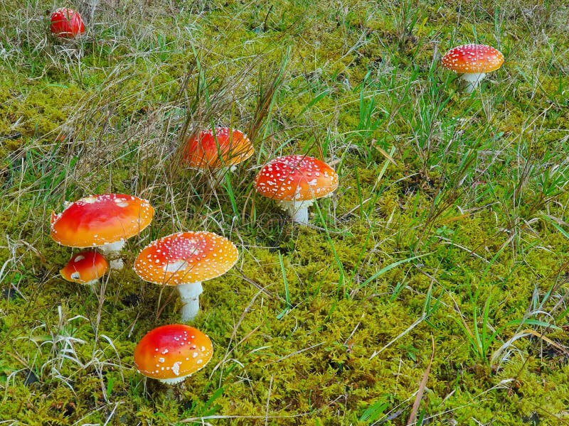 Archetypal Toadstool Stock Photos - Free & Royalty-Free Stock Photos ...