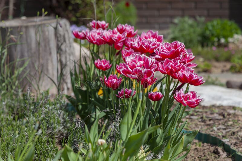 A Group of Red Tulips Grows in the Garden Against the Background of a ...