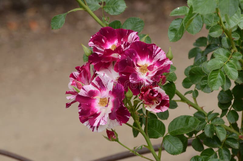 Candycane Rose stock image. Image of rose, white, stripped - 247085463