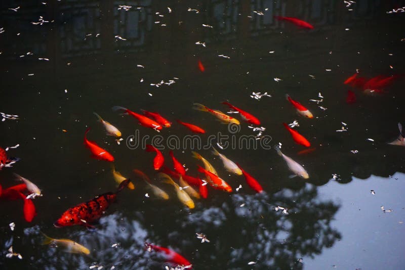 Group of Red and Yellow Fish on the Water Surface Stock Photo - Image ...