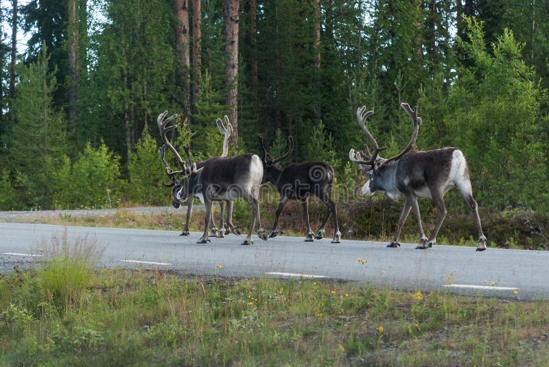 Reindeer on road stock photo. Image of roadside, wiper - 1299376