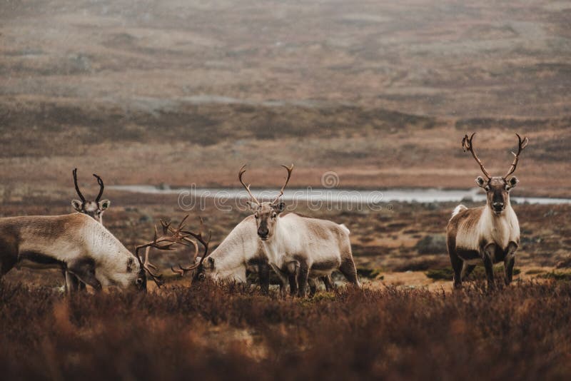 Group of Reindeer during Eating Stock Photo - Image of mammal ...
