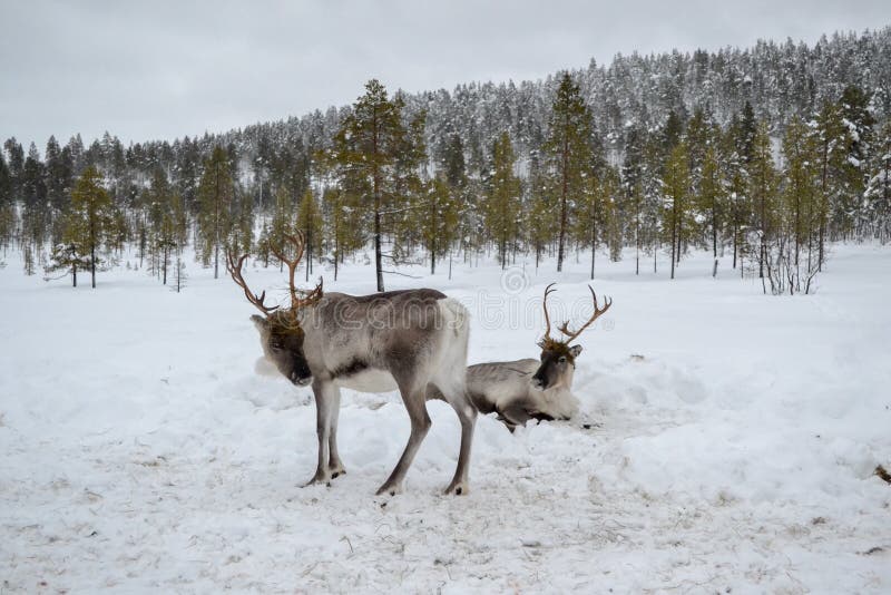 Reindeer herd stock photo. Image of finland, lapland - 113455824
