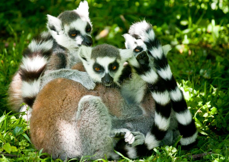 Lemus stock image. Image of neck, mammal, domesticated - 12688395