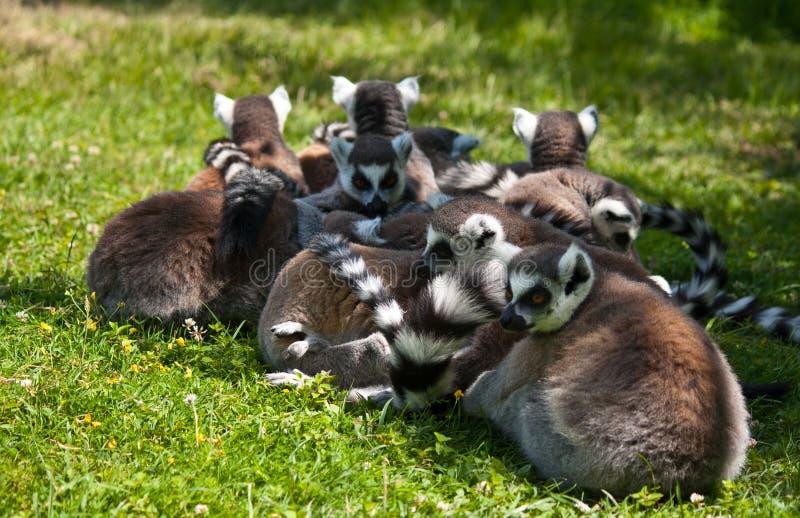 Group of relaxing lemus stock photo. Image of lemur, embracing - 45979508
