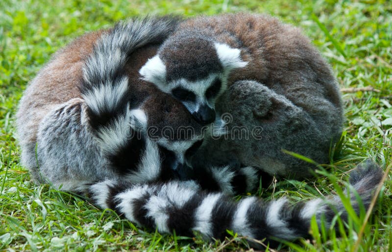Group of relaxing lemus stock photo. Image of lemur, embracing - 45979508