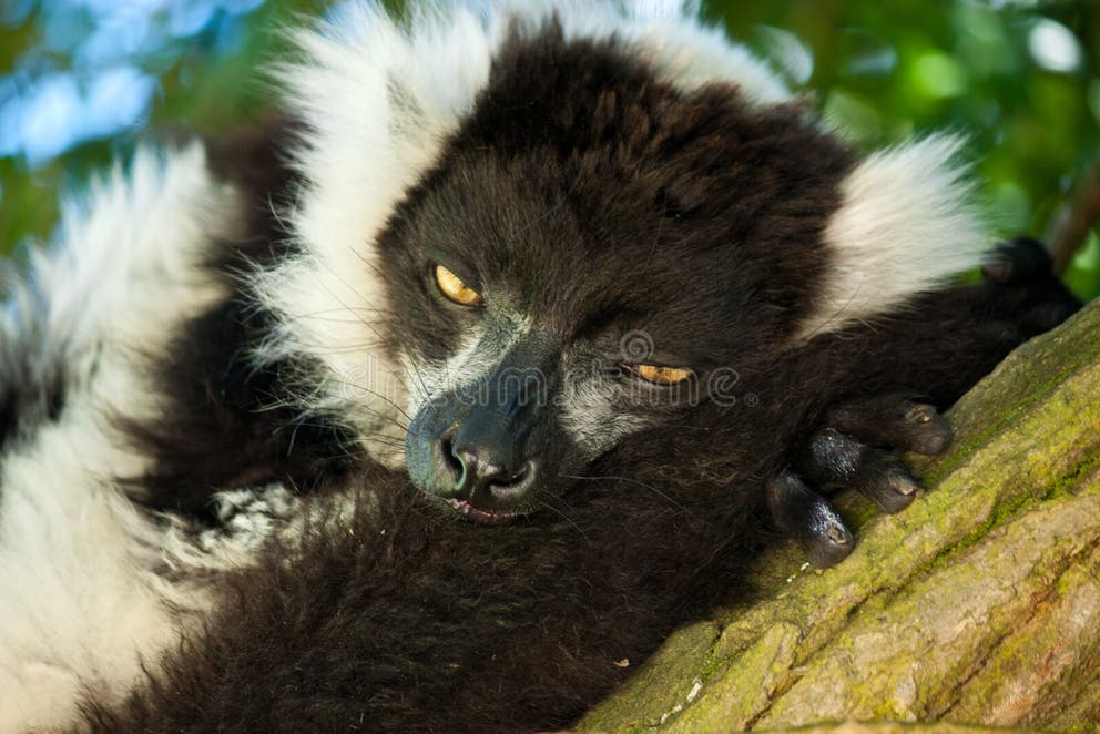 Group of relaxing lemus stock photo. Image of group, organism - 45979892