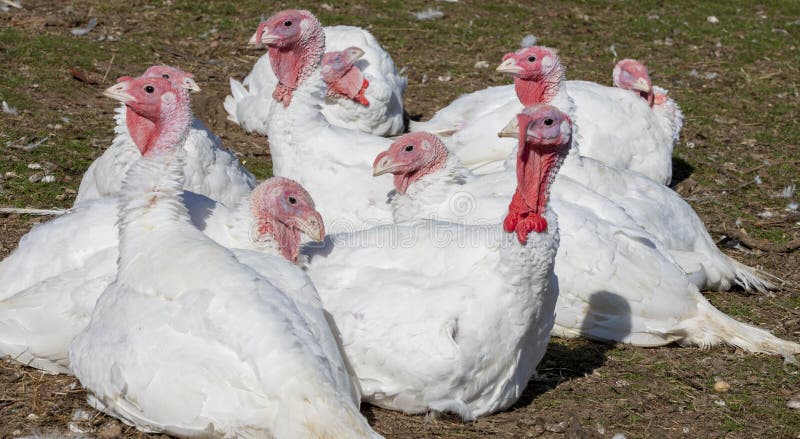 Group of resting turkeys stock image. Image of meat - 236164563