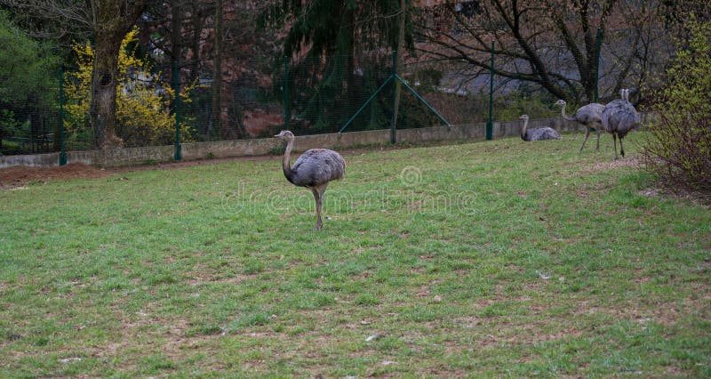 Group of Rhea Americana Birds Walks on Grass Stock Image - Image of ...