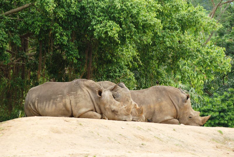 The group rhinoceros stock image. Image of herbivore - 21115265