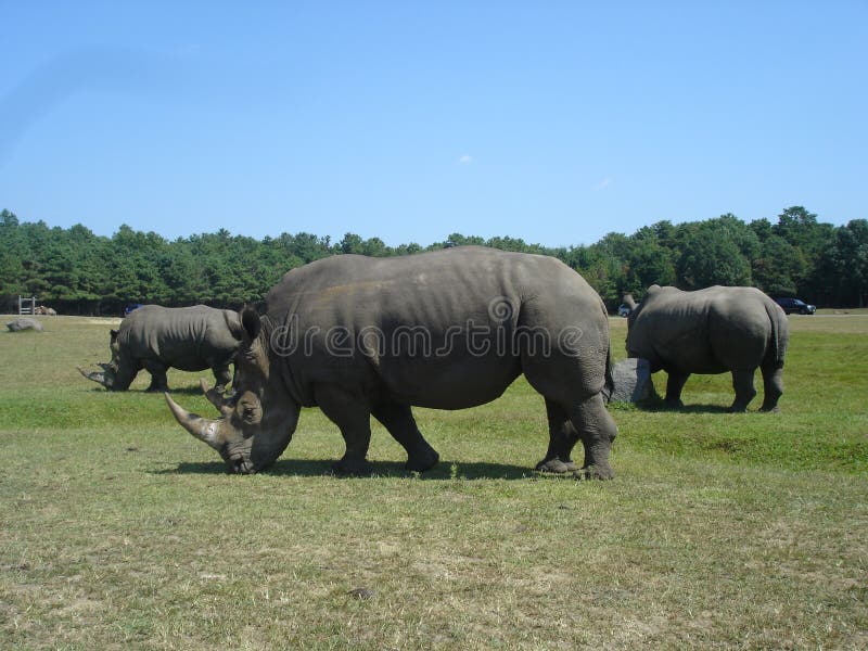 Group of Rhinos stock image. Image of extinct, rhinoceros - 245099