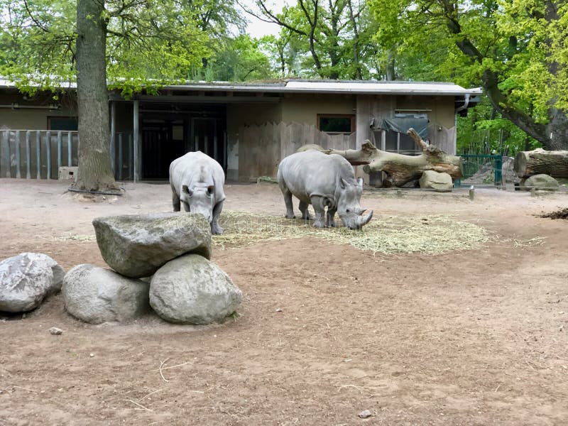 Group of Rhinos from a Zoo Eating Hay Stock Photo - Image of close ...
