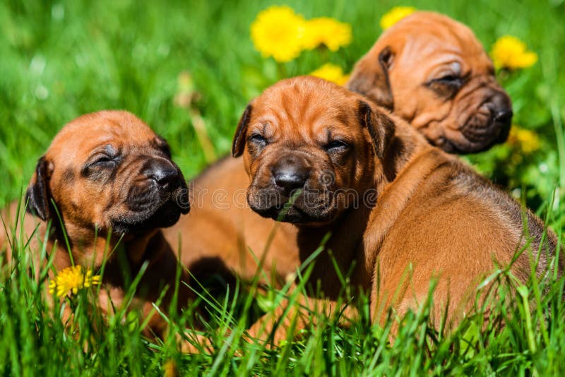 Group of Rhodesian Ridgeback Puppies Lying on Grass Stock Photo - Image ...