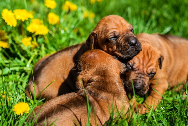 Group of Rhodesian Ridgeback Puppies Lying on Grass Stock Image - Image ...