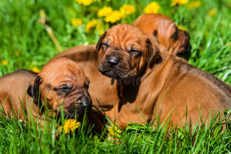 Group of Rhodesian Ridgeback Puppies Lying on Grass Stock Photo - Image ...