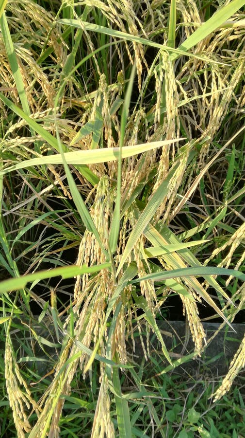 A Group Rice Fruit or Paddy (padi ) in the Field from East Java ...
