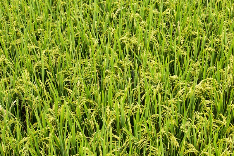 Group of rice stock photo. Image of vietnam, paddy, food - 66342526