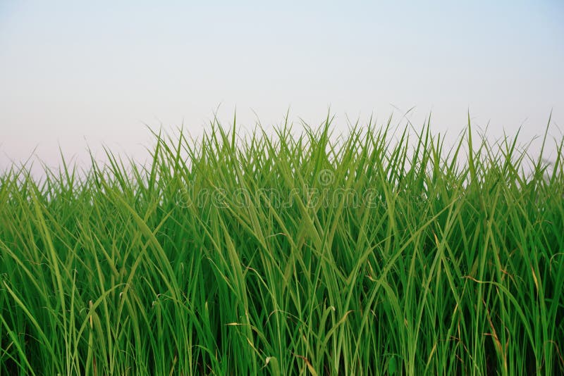 Group of Rice Plant, Rice Field with Blue Sky Background Stock Photo ...