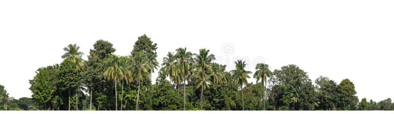 A Group of Rich Green Trees High Resolution on White Background . Stock ...