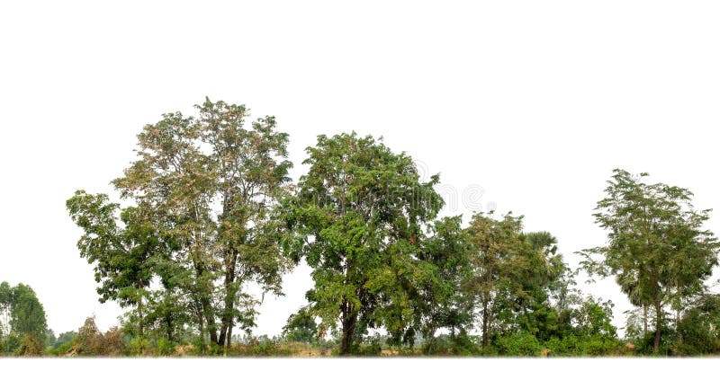 A Group of Rich Green Trees High Resolution on White Background Stock ...