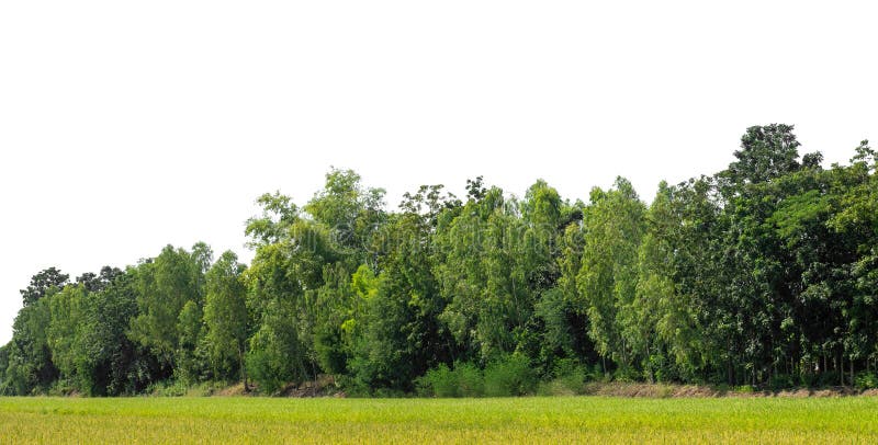 A Group of Rich Green Trees High Resolution on White Background . Stock ...