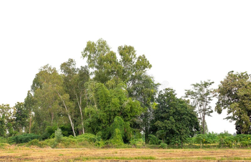 A Group of Rich Green Trees High Resolution on White Background . Stock ...