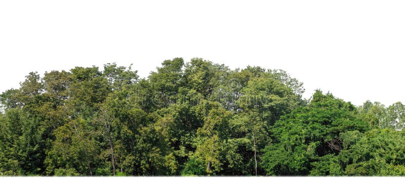 A Group of Rich Green Trees High Resolution on White Background . Stock ...