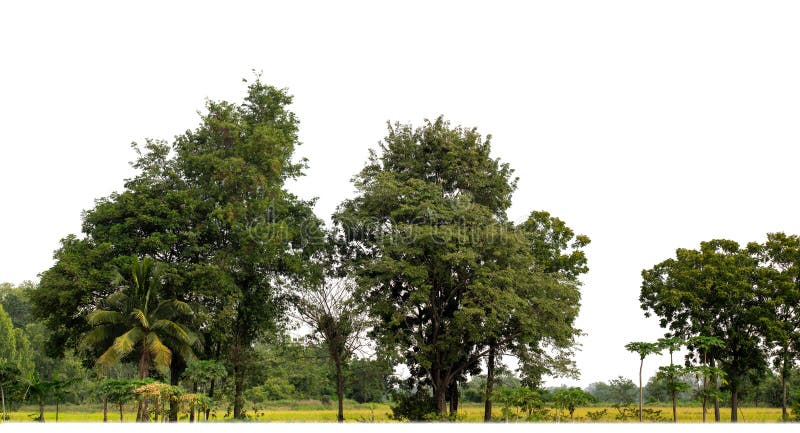 A Group of Rich Green Trees High Resolution on White Background . Stock ...
