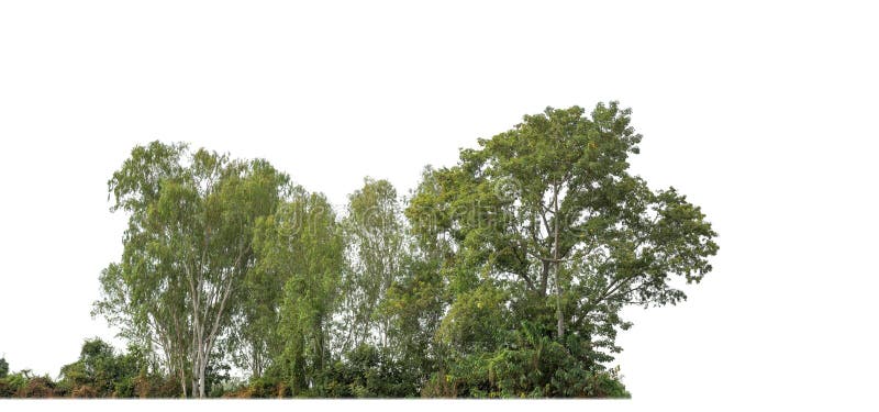 A Group of Rich Green Trees High Resolution on White Background. Stock ...
