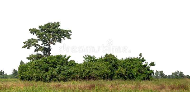 A Group of Rich Green Trees High Resolution on White Background . Stock ...