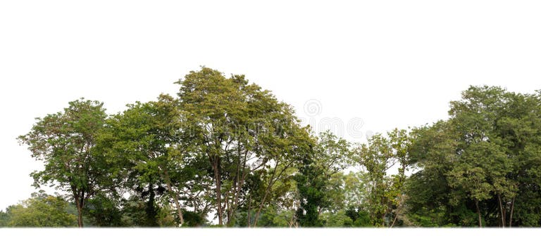 A Group of Rich Green Trees High Resolution on White Background. Stock ...
