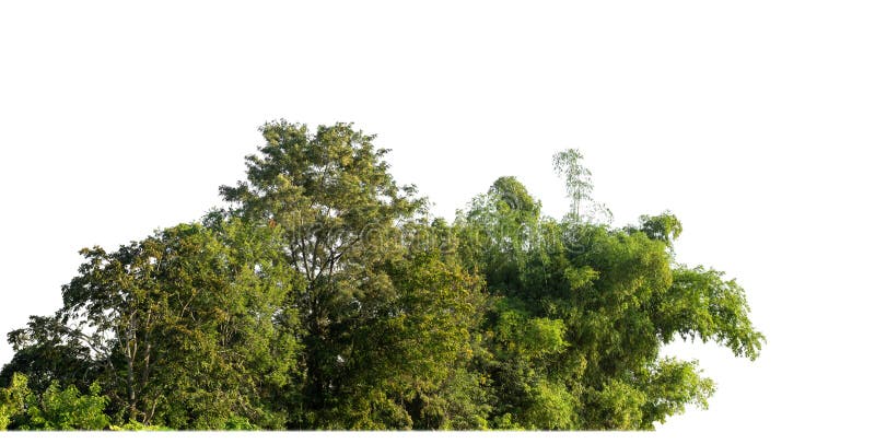 A Group of Rich Green Trees High Resolution on White Background. Stock ...