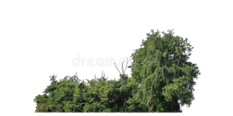 A Group of Rich Green Trees High Resolution on White Background. Stock ...