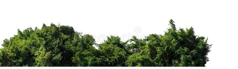 A Group of Rich Green Trees High Resolution on White Background. Stock ...