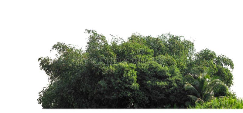 A Group of Rich Green Trees High Resolution on White Background . Stock ...