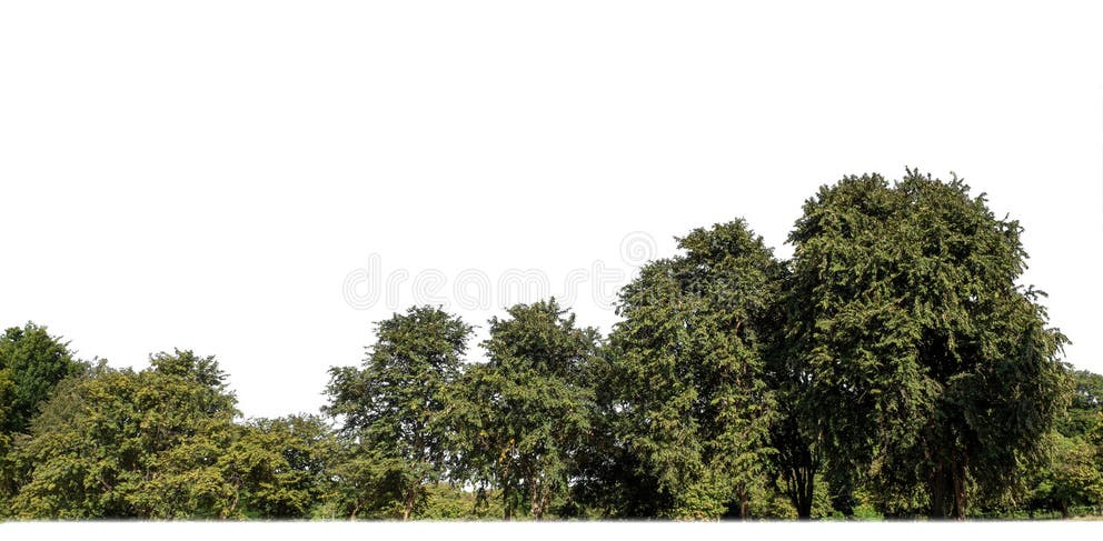 A Group of Rich Green Trees High Resolution on White Background. Stock ...